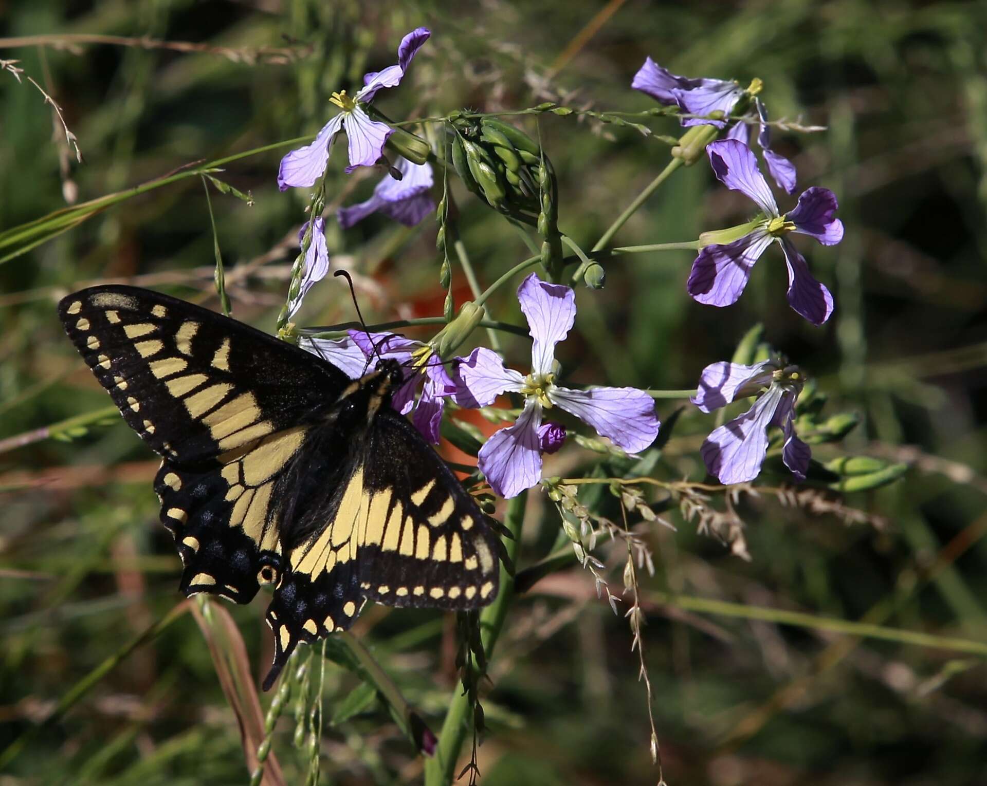 Where to see the Bay Area's wildflowers
