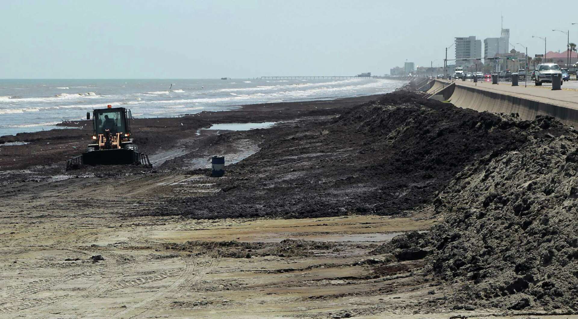 Group: Seaweed, removal efforts posing a threat to sea turtles