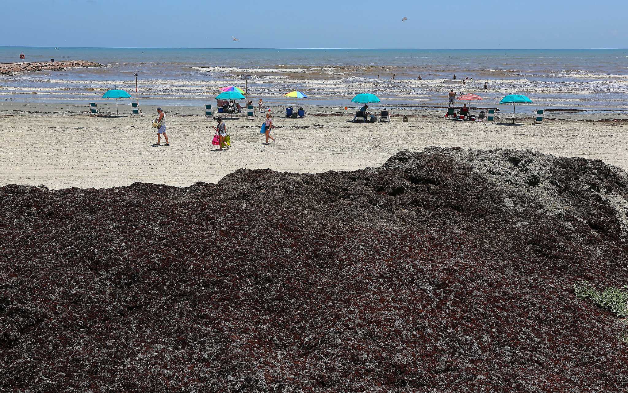 Group: Seaweed, removal efforts posing a threat to sea turtles