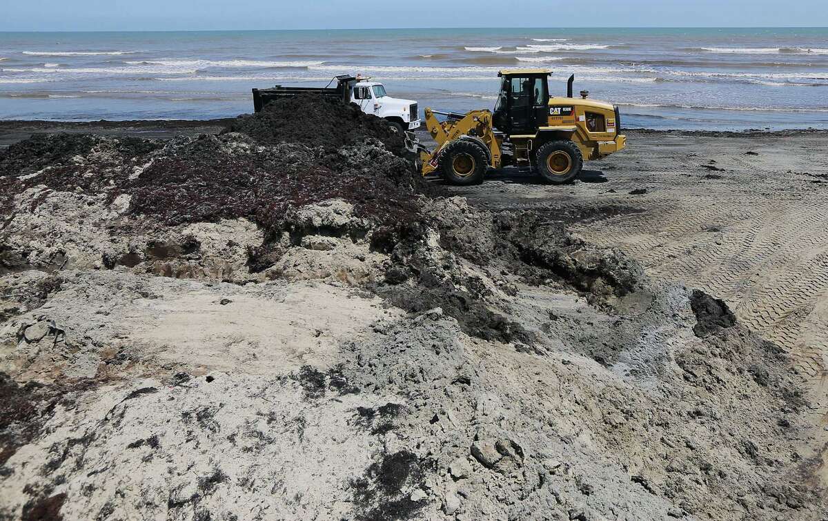 Group: Seaweed, removal efforts posing a threat to sea turtles