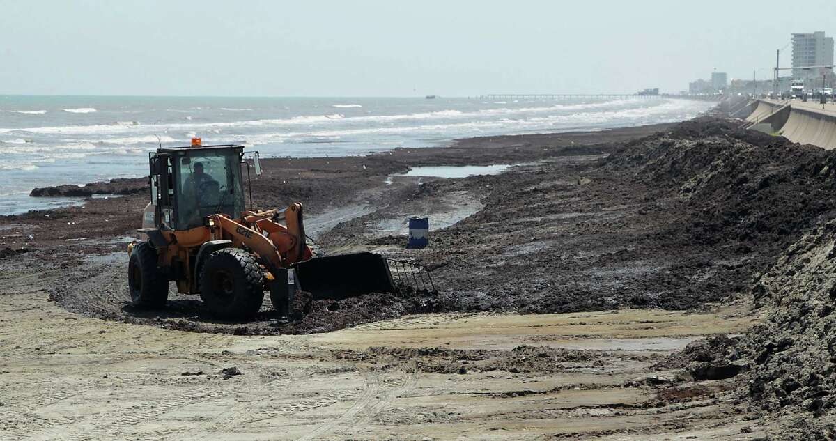 Group: Seaweed, removal efforts posing a threat to sea turtles