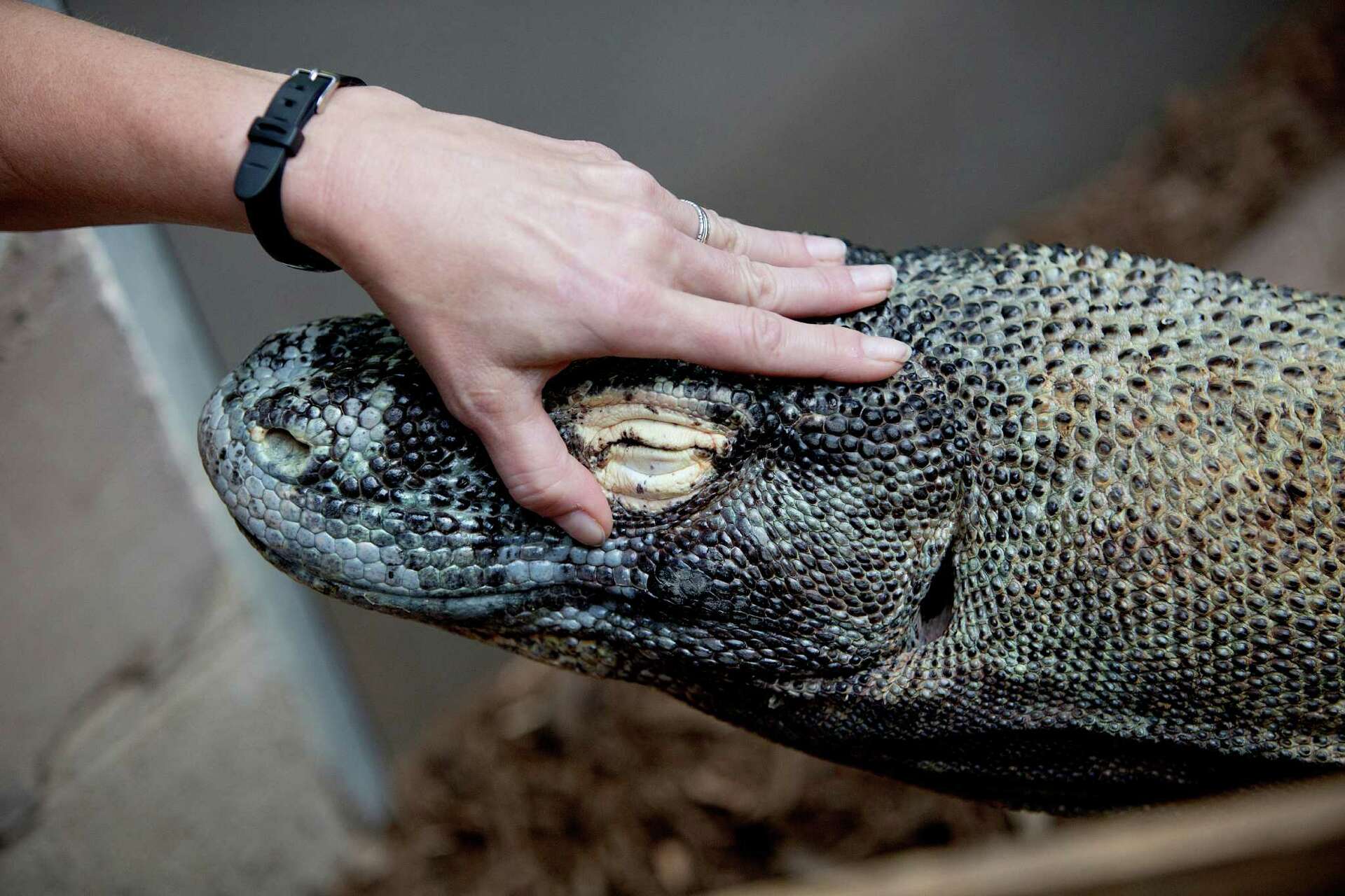 Houston zookeeper knows how to train a dragon, thank you very much