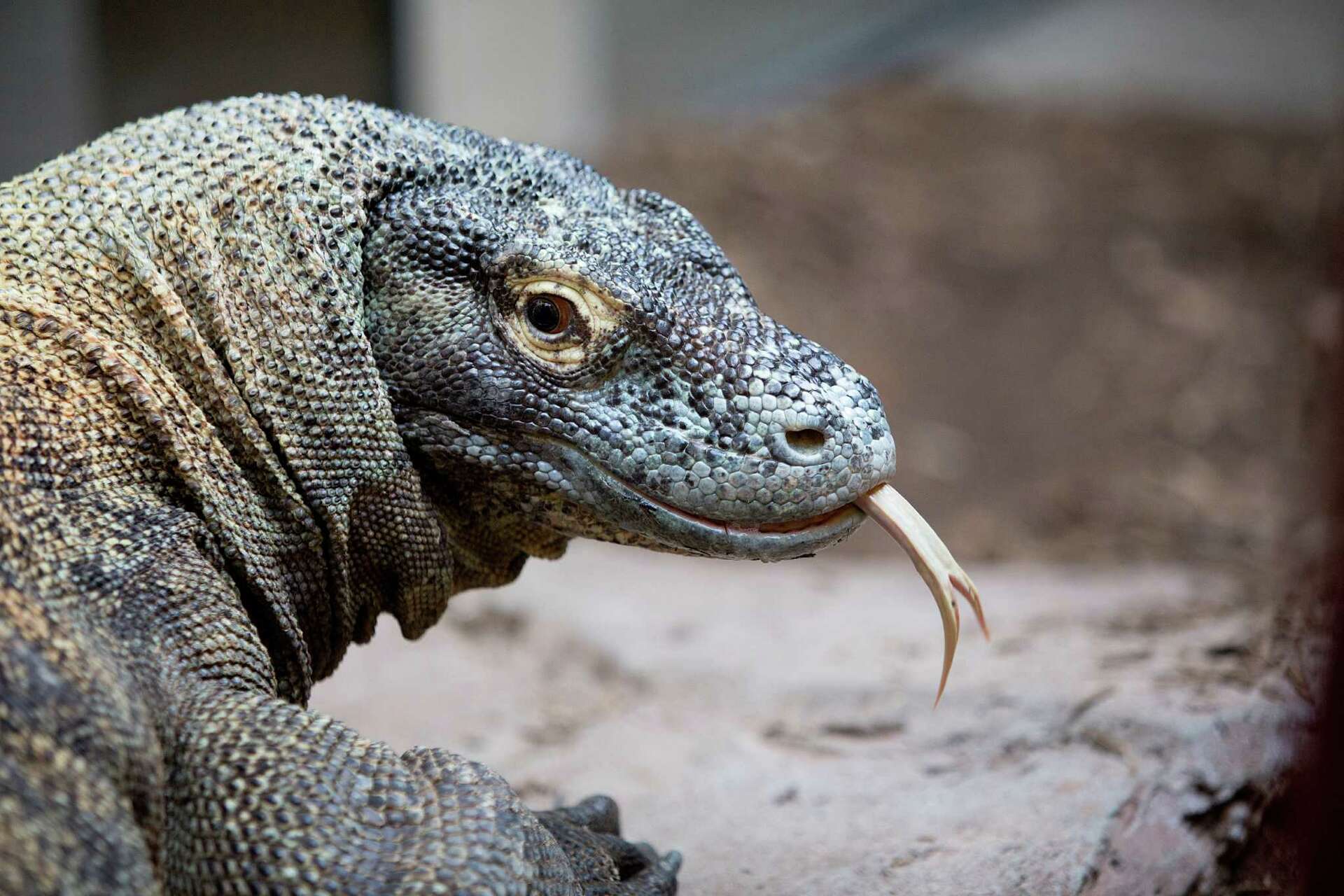 Houston zookeeper knows how to train a dragon, thank you very much