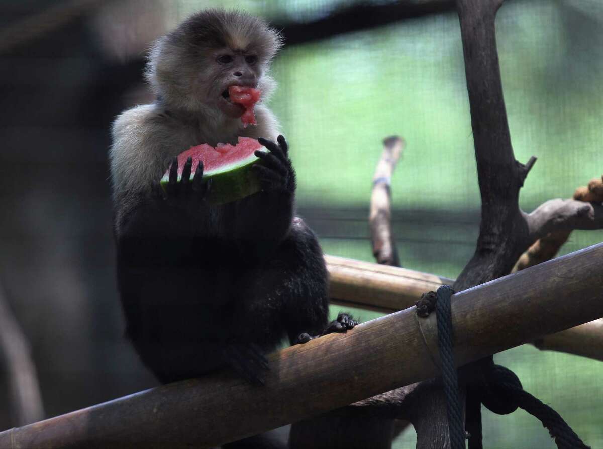 San Antonio Zoo closing monkey habitat for renovation