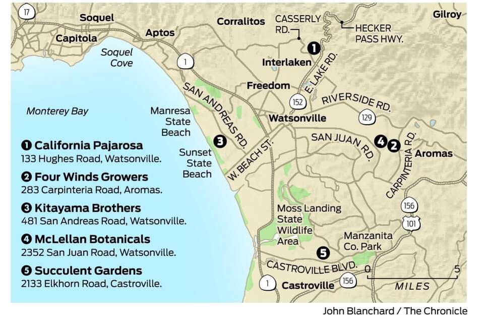 Tour Monterey Bay flower farms