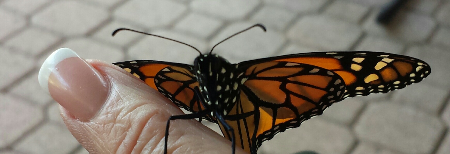 Habitat gives monarchs a fighting edge against predatory wasps