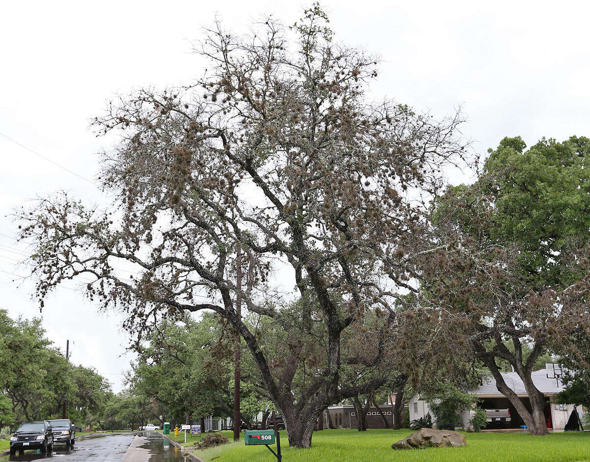 Oak wilt descends on neighborhoods
