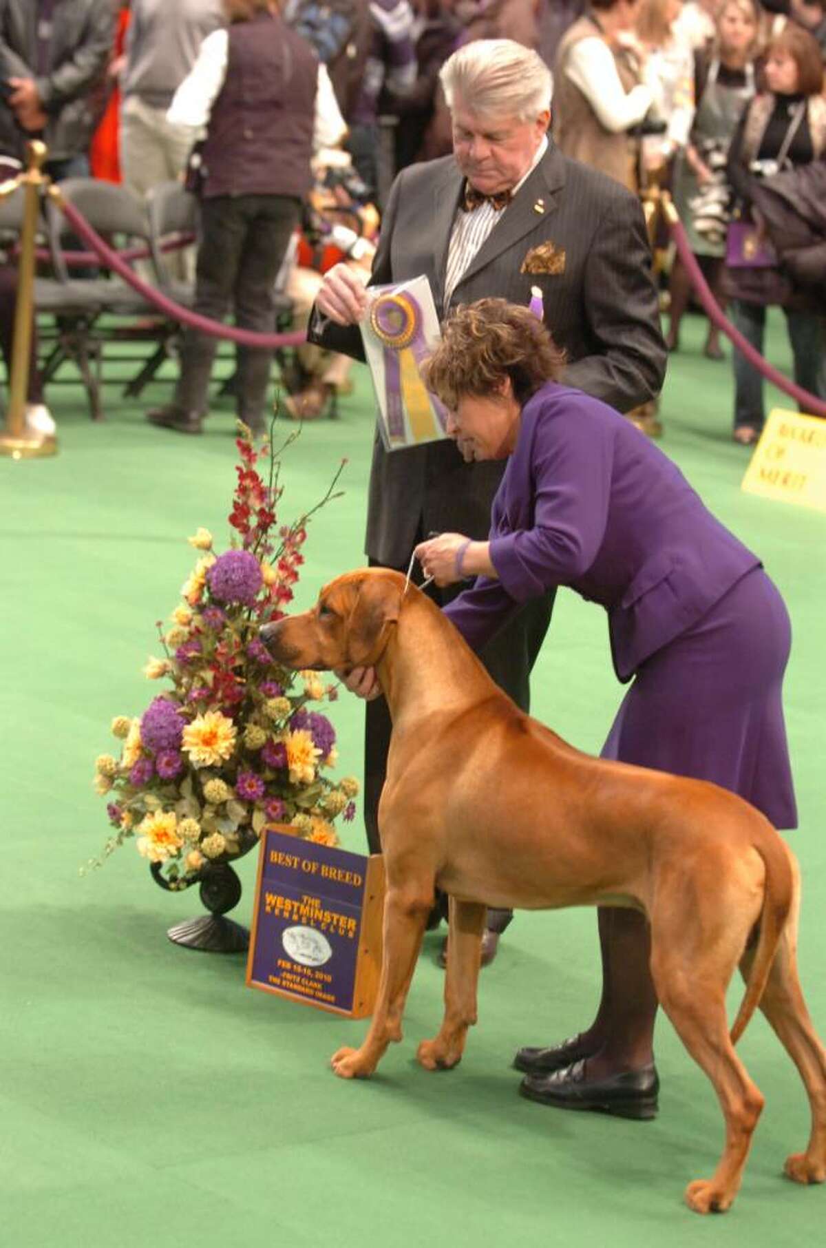 Greenwich dog owners follows show long-distance