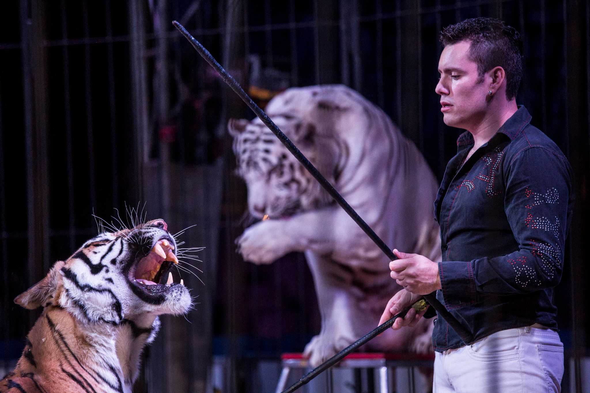 Worry under the big top as Mexico City moves to ban circus animals