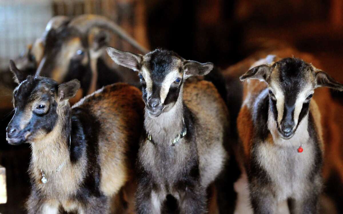 Helping a breed hang on