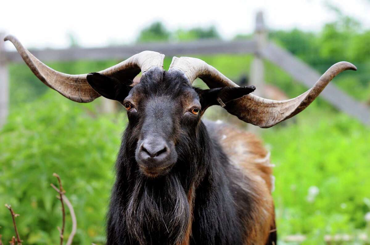 Helping a breed hang on