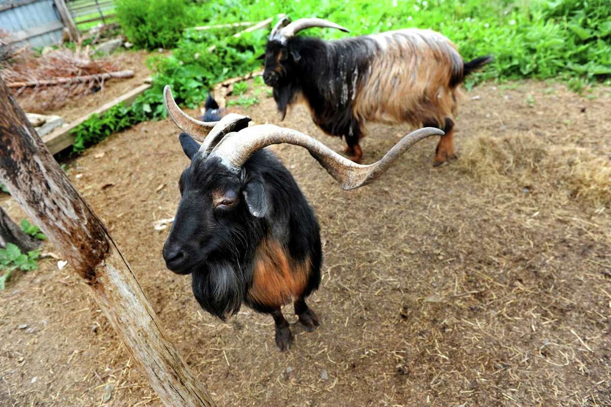 Helping a breed hang on