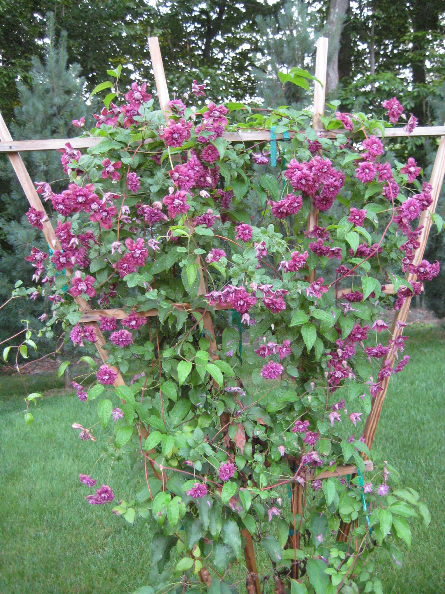 Vines add color, contrast to yard's landscape