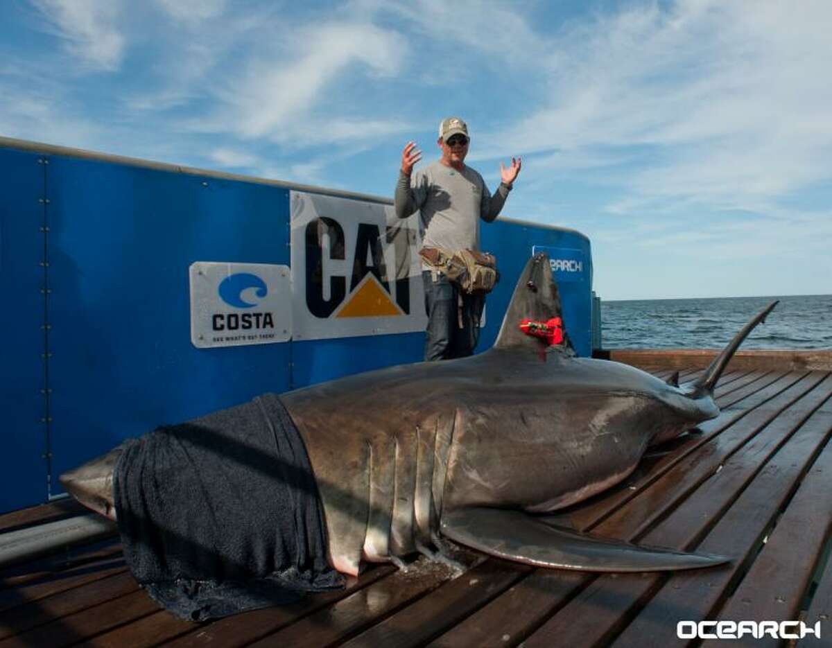 Gulf great white sharks, Katharine and Betsy, are heading for Texas