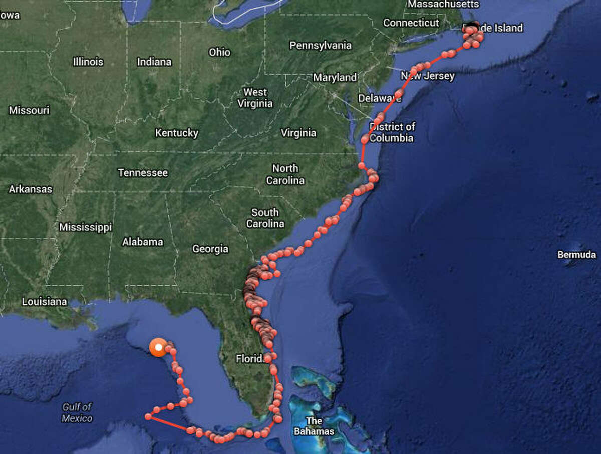 Gulf great white sharks, Katharine and Betsy, are heading for Texas