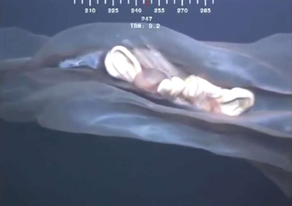 After 2 years, scientists confirm mysterious Gulf of Mexico blob is ...