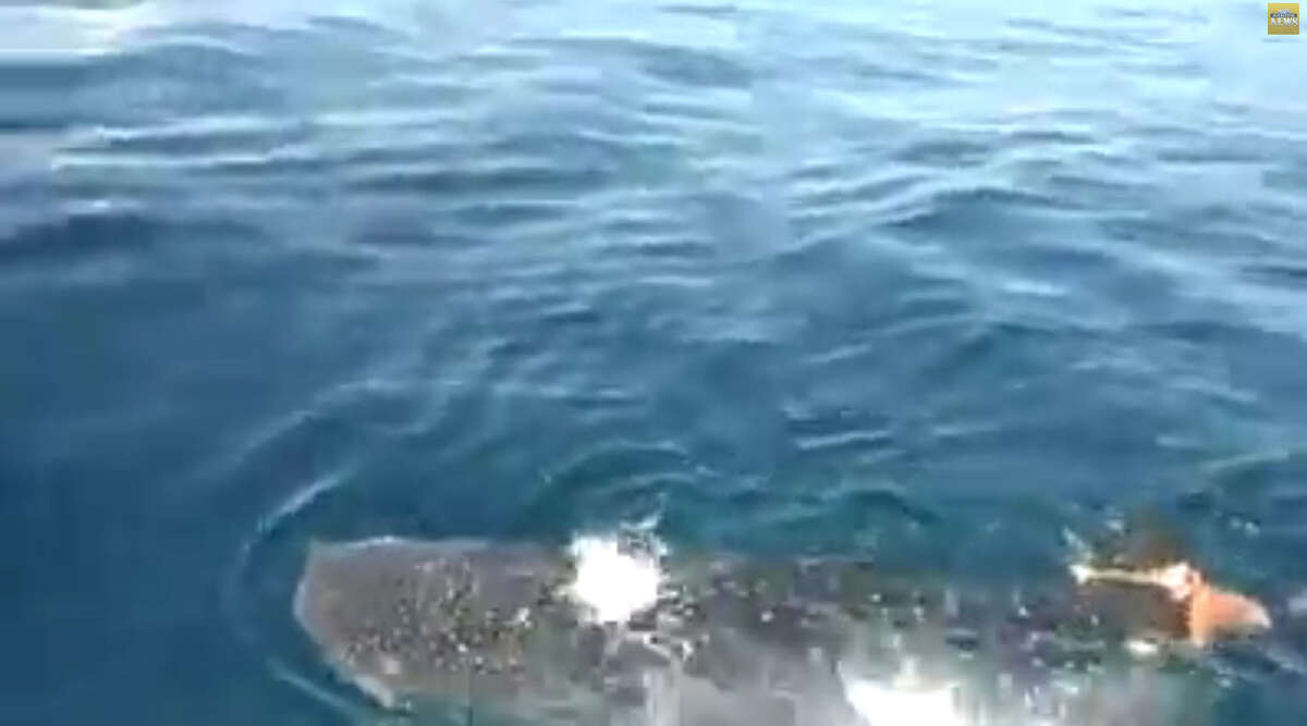 This man's Gulf Whale Shark ride was legal .. but not advised