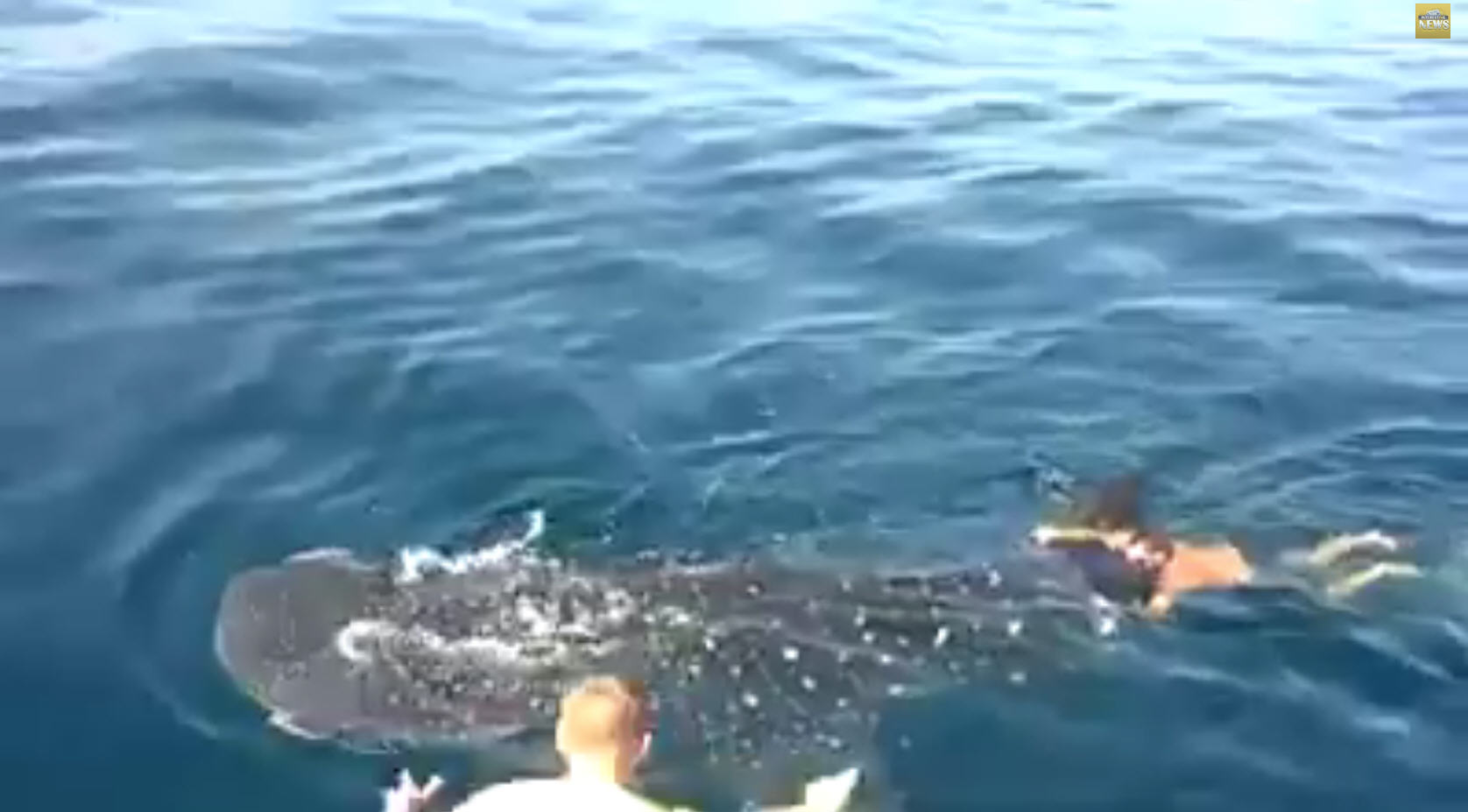 This man's Gulf Whale Shark ride was legal .. but not advised