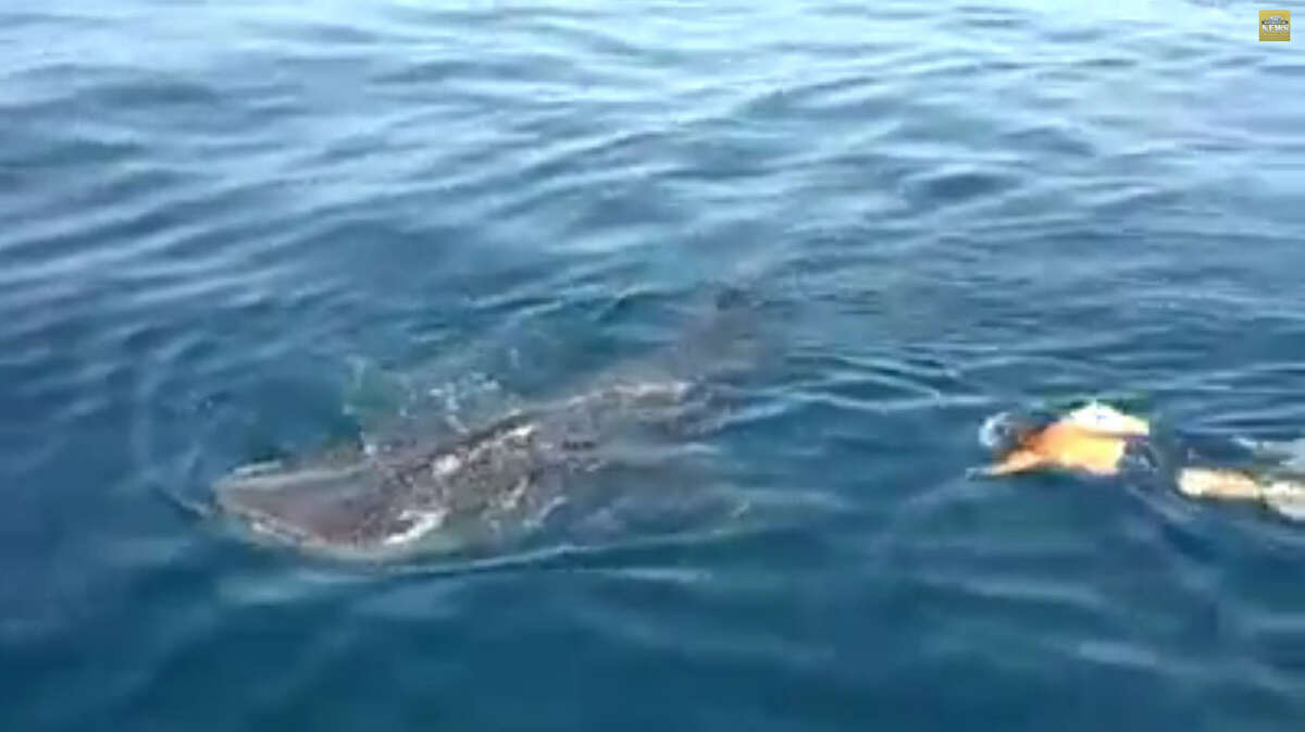 This man's Gulf Whale Shark ride was legal .. but not advised