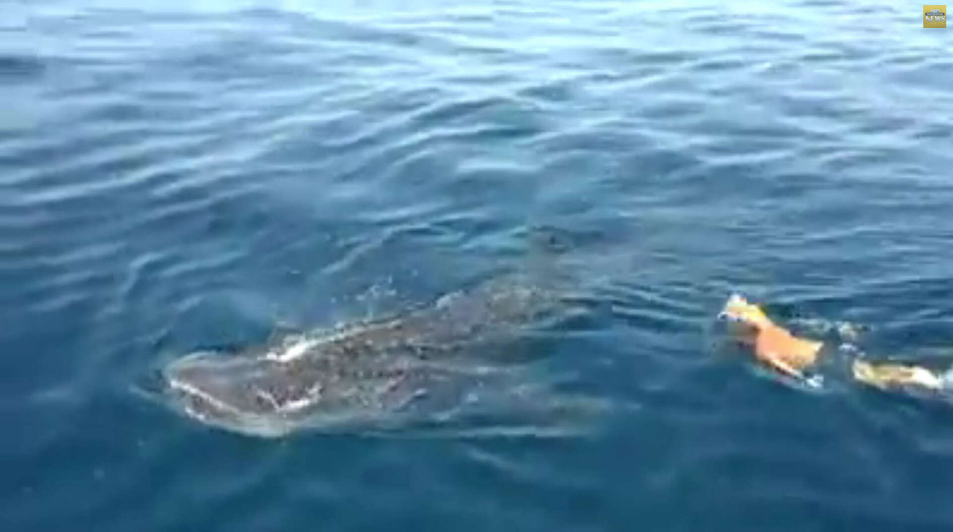This man's Gulf Whale Shark ride was legal .. but not advised