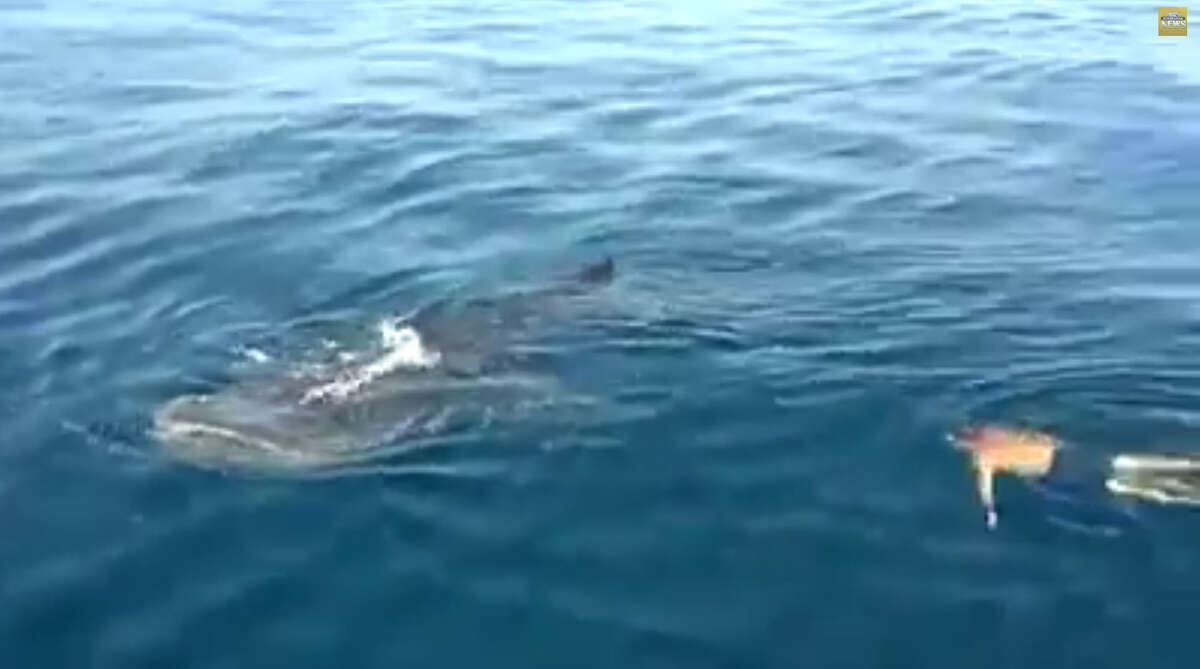 This man's Gulf Whale Shark ride was legal .. but not advised