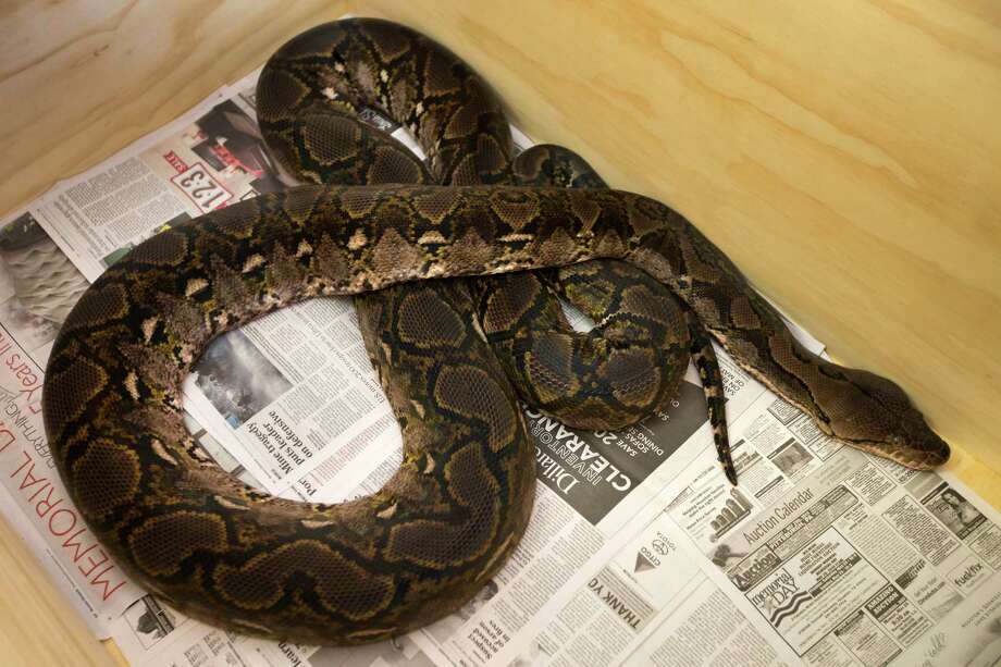 Boas, pythons, 1 lucky cat seized from Heights 'snake room' - Houston ...