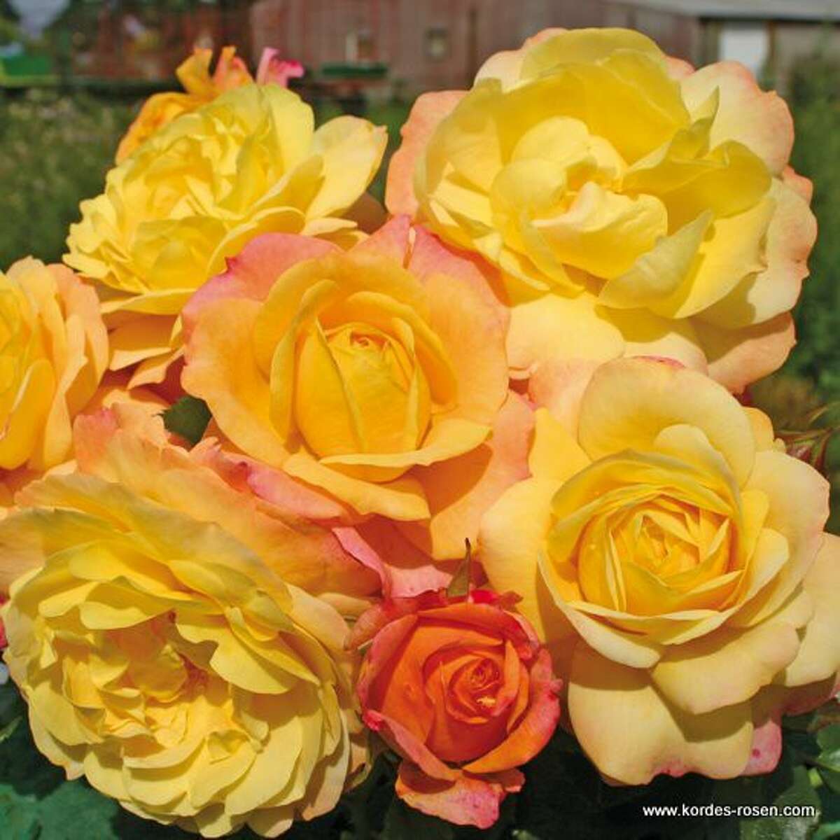 M.D. Anderson trial garden joins search for Earth-Kind roses