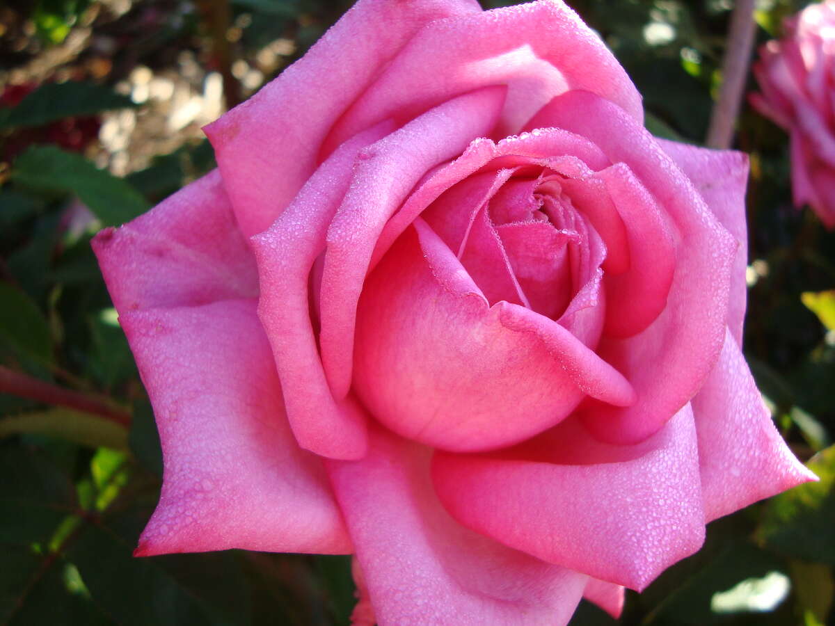 M.D. Anderson trial garden joins search for Earth-Kind roses