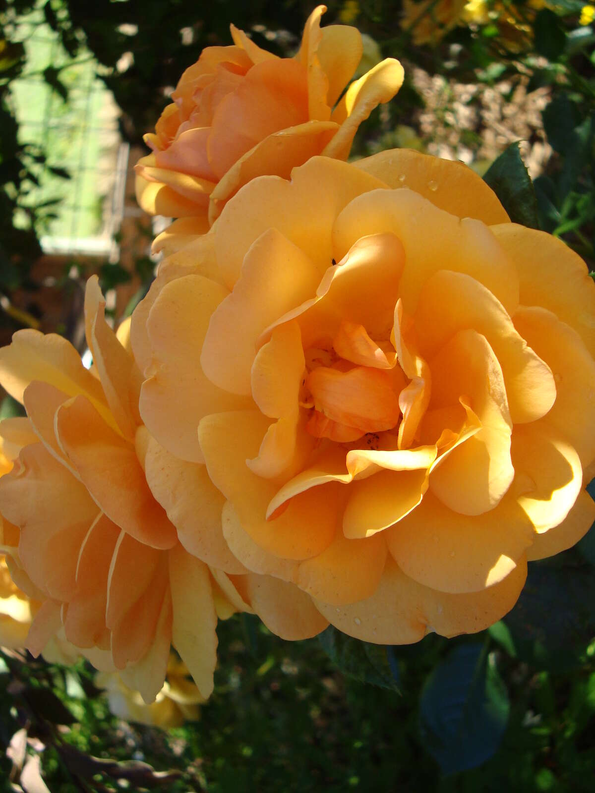 M.D. Anderson trial garden joins search for Earth-Kind roses
