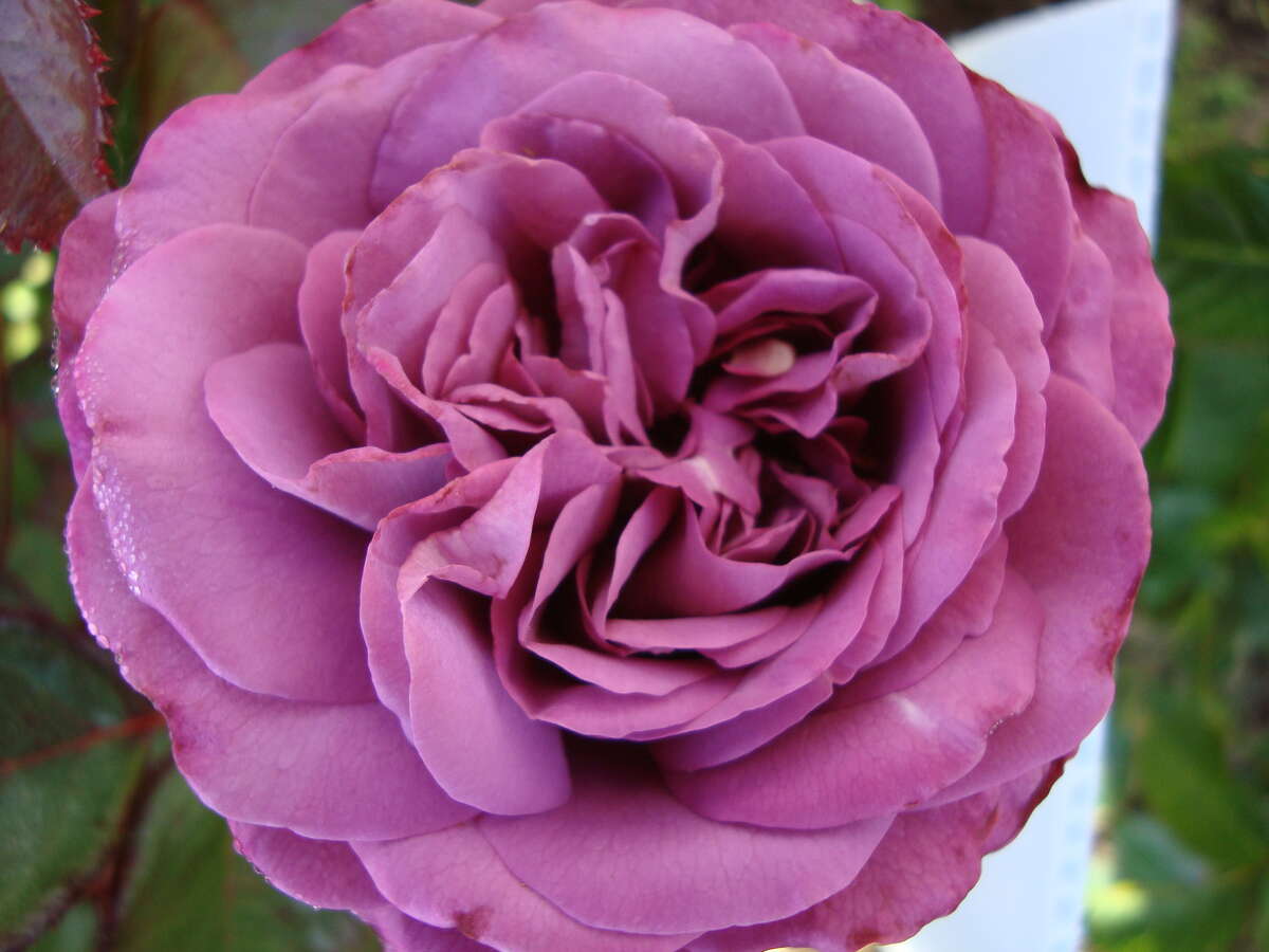 M.D. Anderson trial garden joins search for Earth-Kind roses