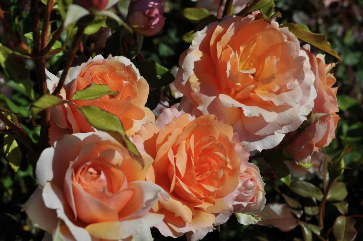 M.D. Anderson trial garden joins search for Earth-Kind roses