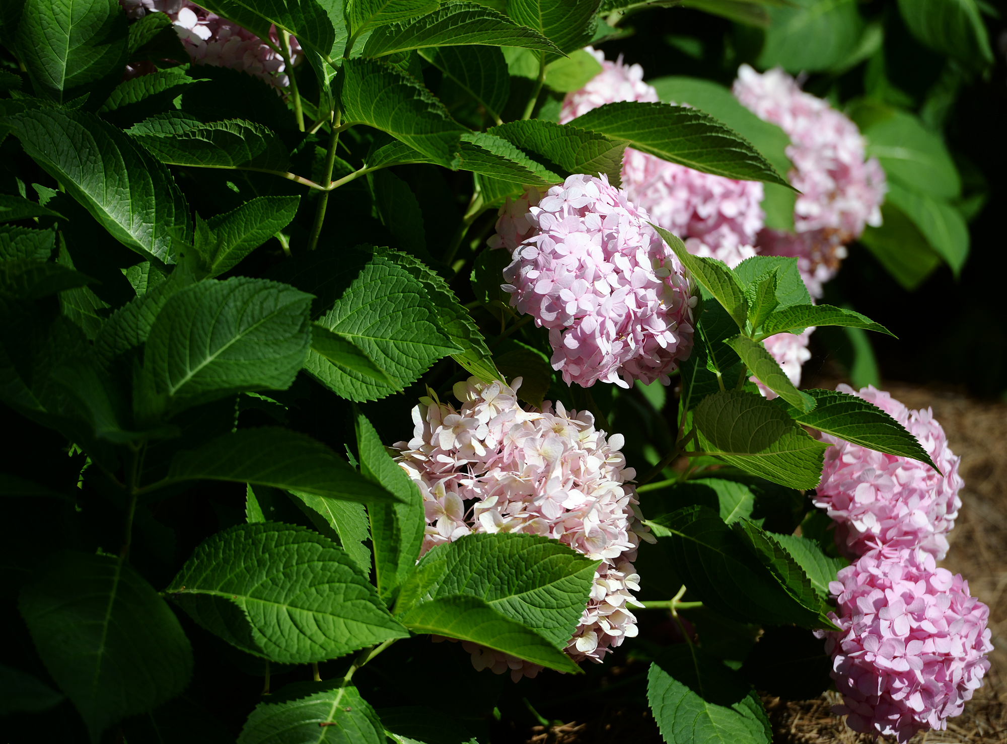 Hydrangea care: Tips for growing hydrangeas in Southeast Texas