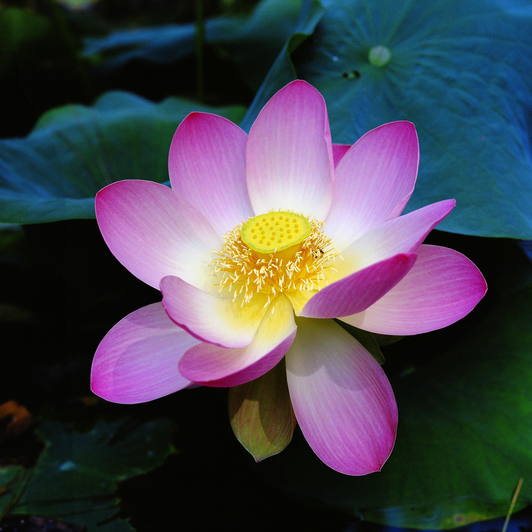 Lotus-laden weekend in Santa Barbara County
