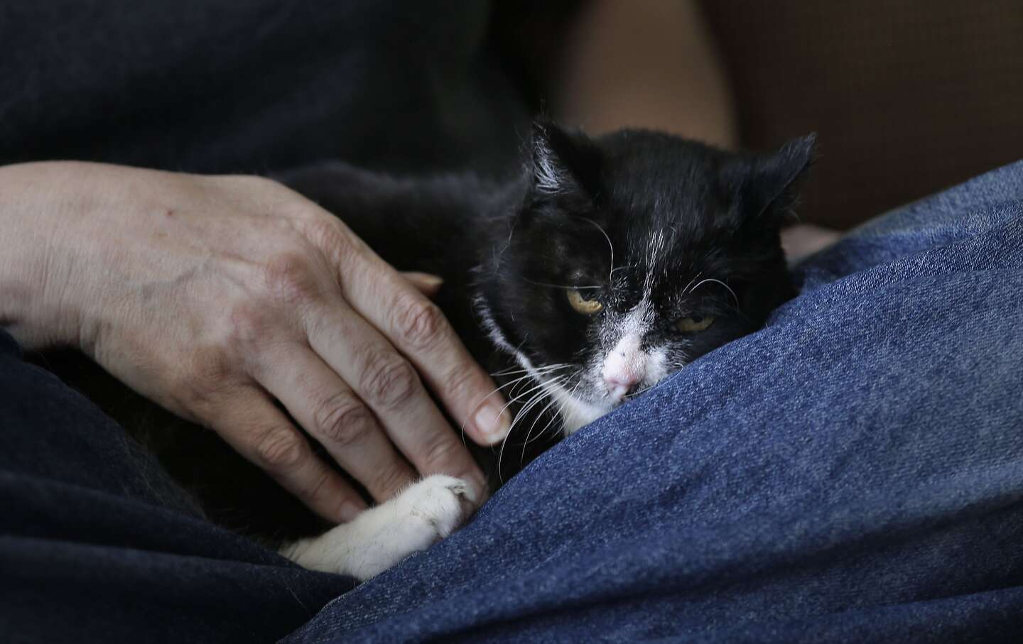 Homeless woman and cat who met in cemetery save each other
