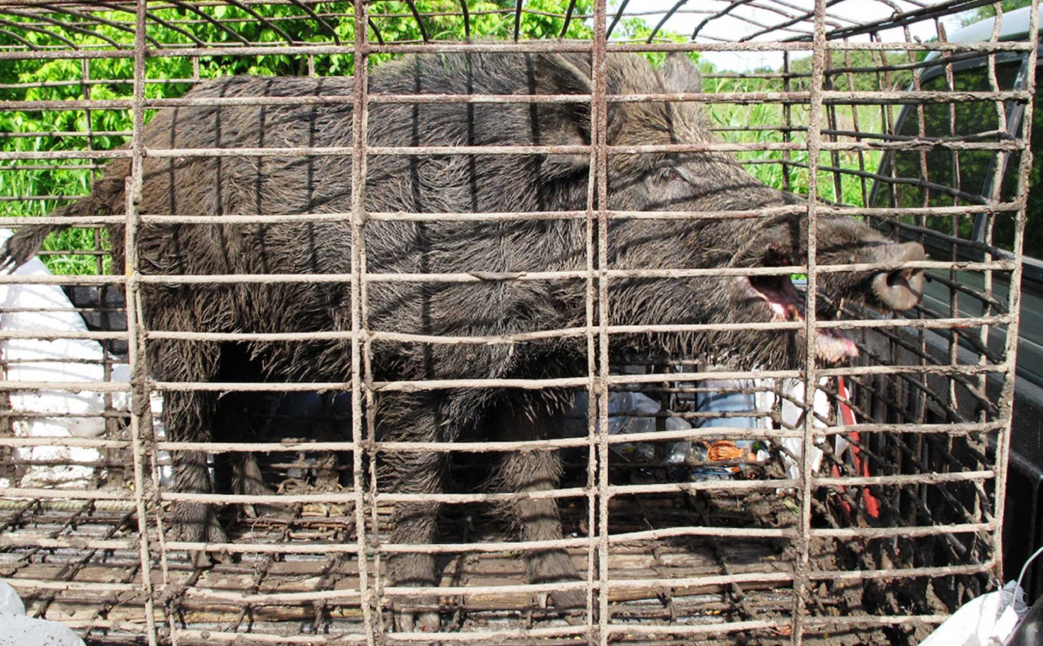 Bacon preservative tested as feral hog poison