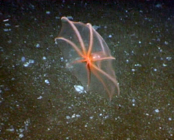 Rare Exotic Sea Animals