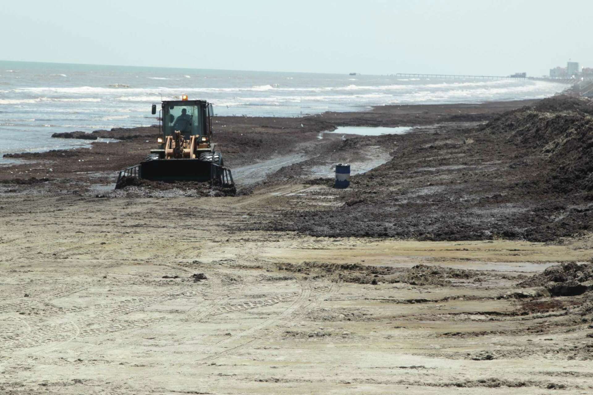 Group: Seaweed, removal efforts posing a threat to sea turtles