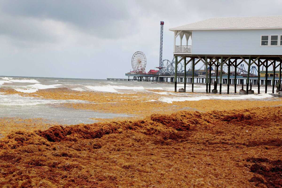 Group: Seaweed, removal efforts posing a threat to sea turtles