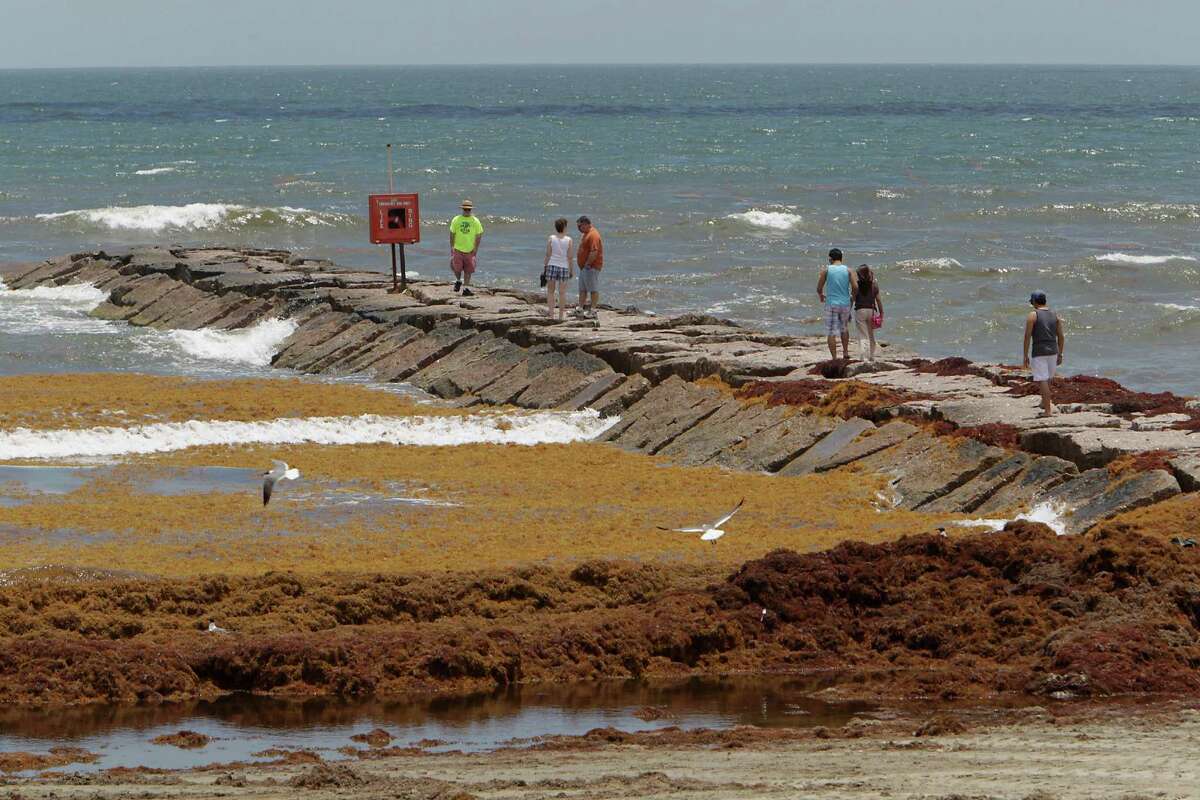 Group: Seaweed, removal efforts posing a threat to sea turtles