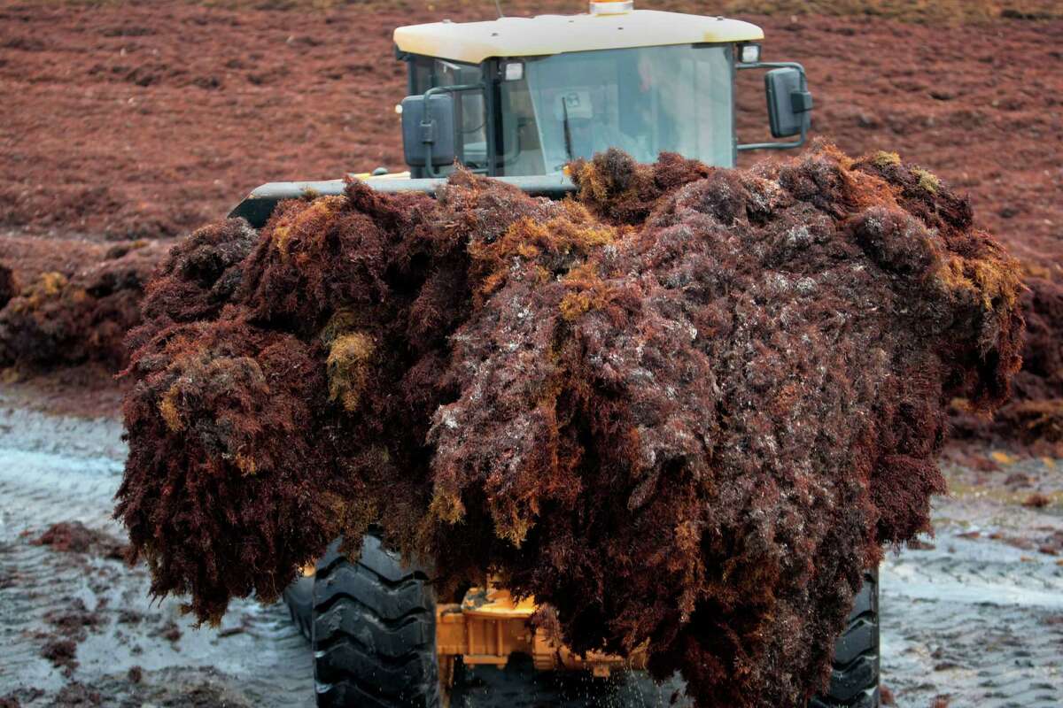 Group: Seaweed, removal efforts posing a threat to sea turtles