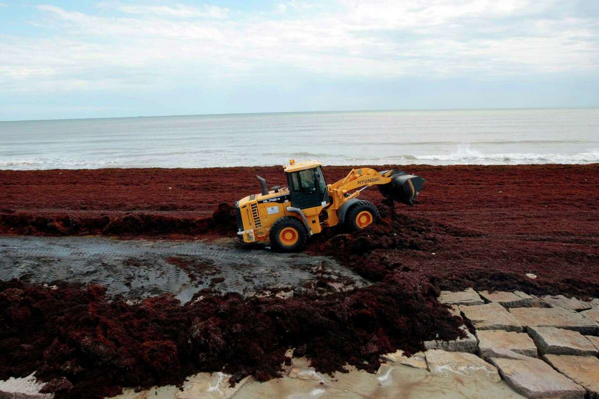 Group: Seaweed, removal efforts posing a threat to sea turtles