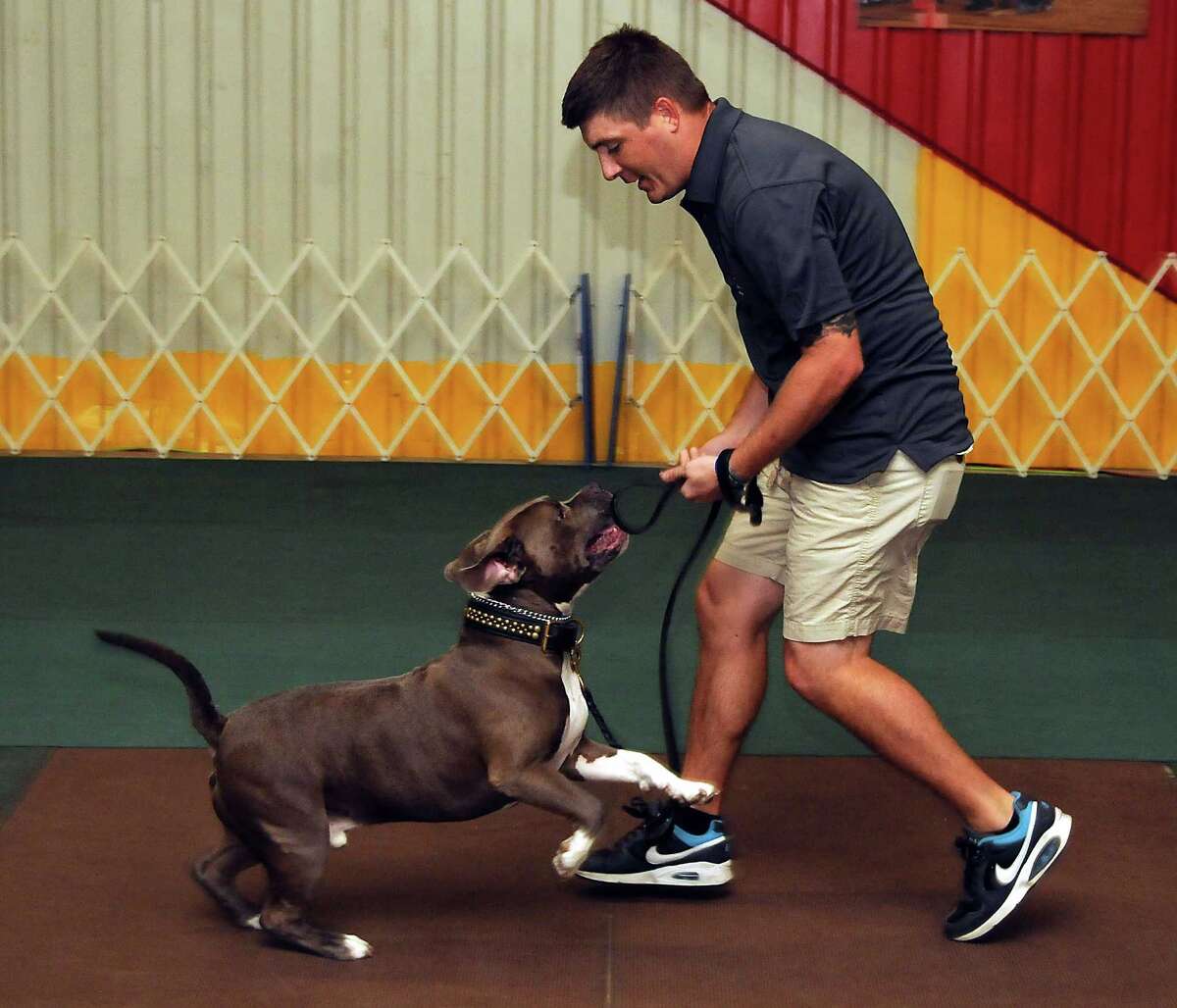 New Woodlands charity pairs pit bulls with disabled vets