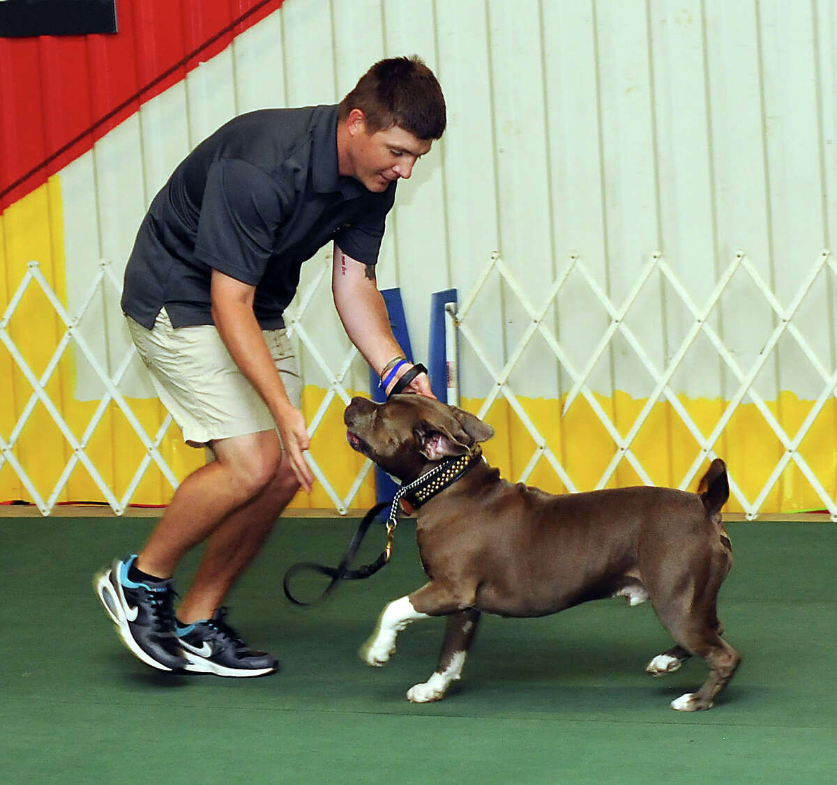 New Woodlands charity pairs pit bulls with disabled vets