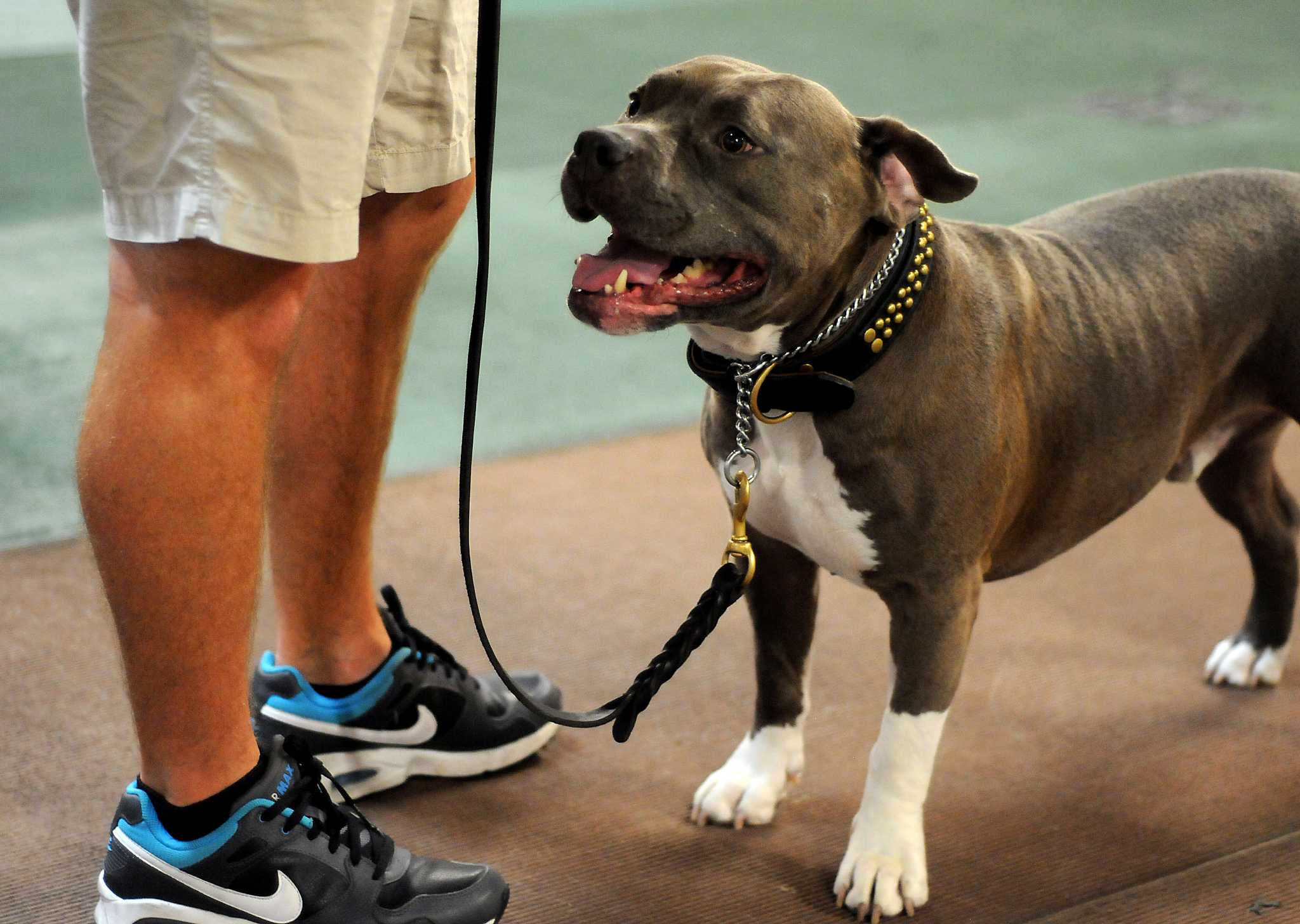 New Woodlands charity pairs pit bulls with disabled vets