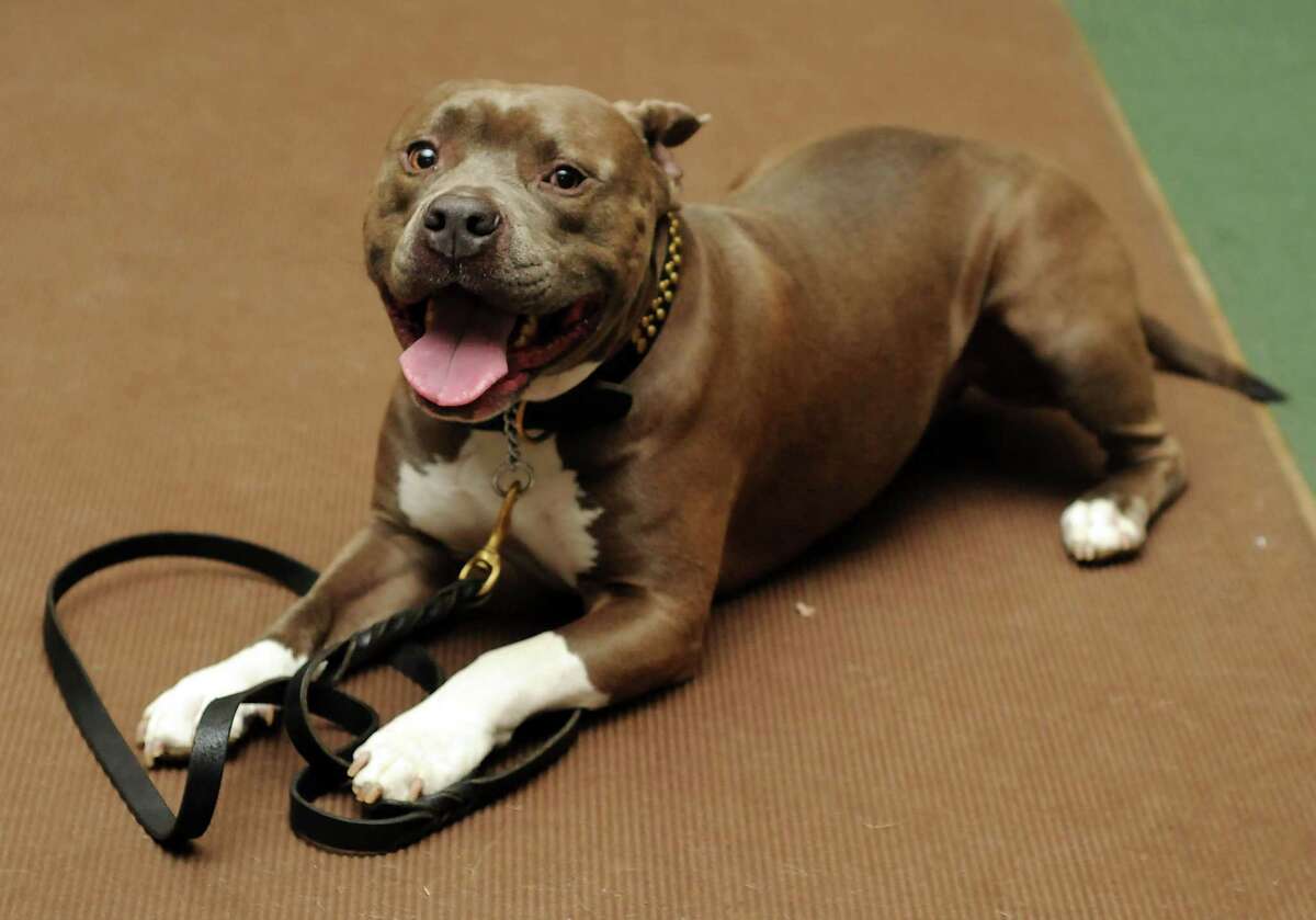 New Woodlands charity pairs pit bulls with disabled vets