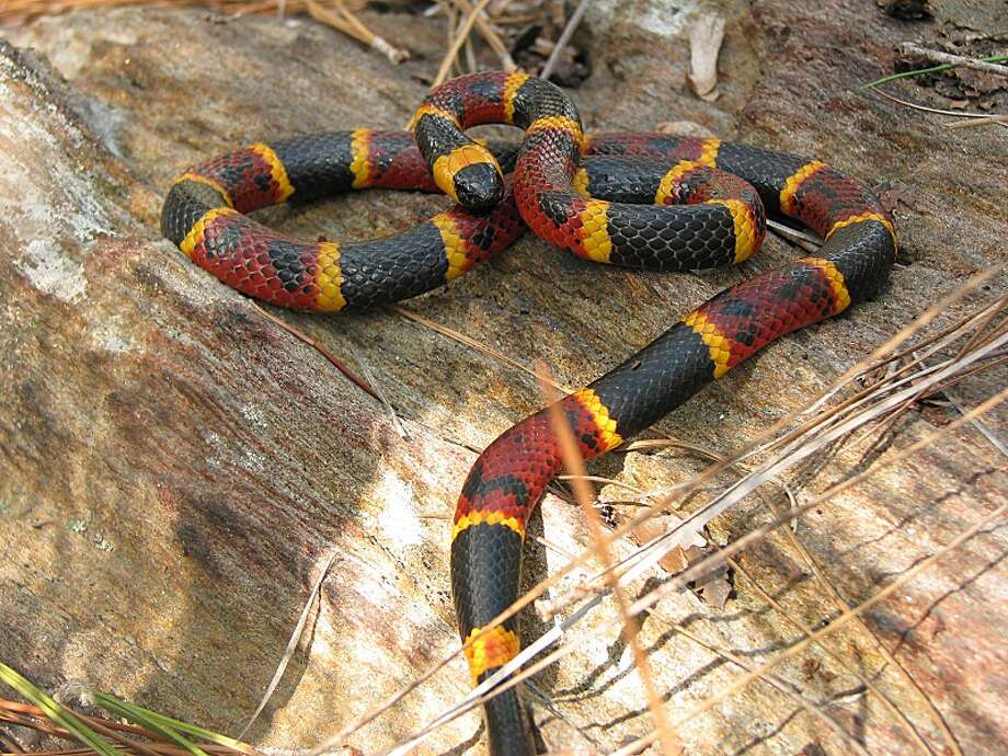 How to ID SE Texas' venomous snakes - Beaumont Enterprise