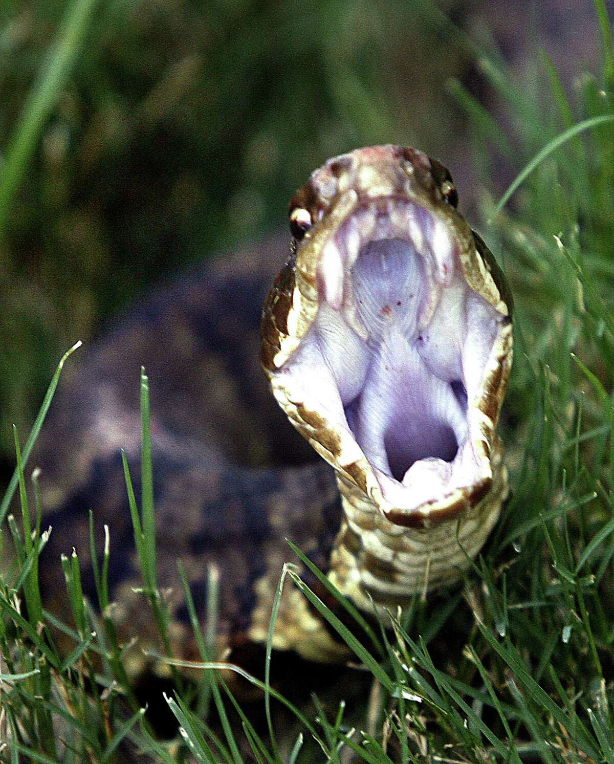 How to ID SE Texas' venomous snakes