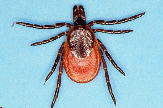 Nasty tick season could follow heavy NorCal rains