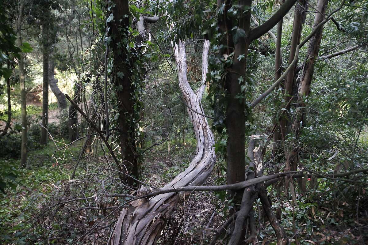 Overgrown lots in Oakland hills are major fire hazard