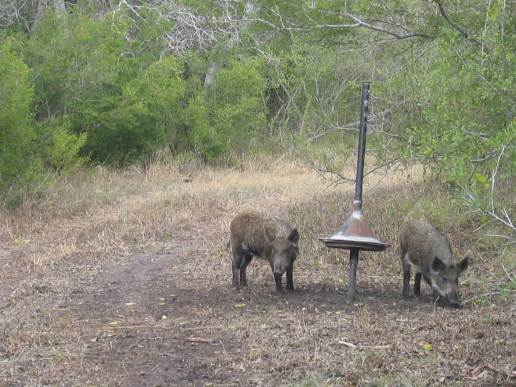Texas considers using bacon to kill hogs